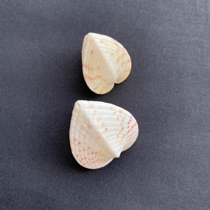 หอยลายรูปหัวใจ Pink Spotted Heart Clam shell xin | Lazada.co.th