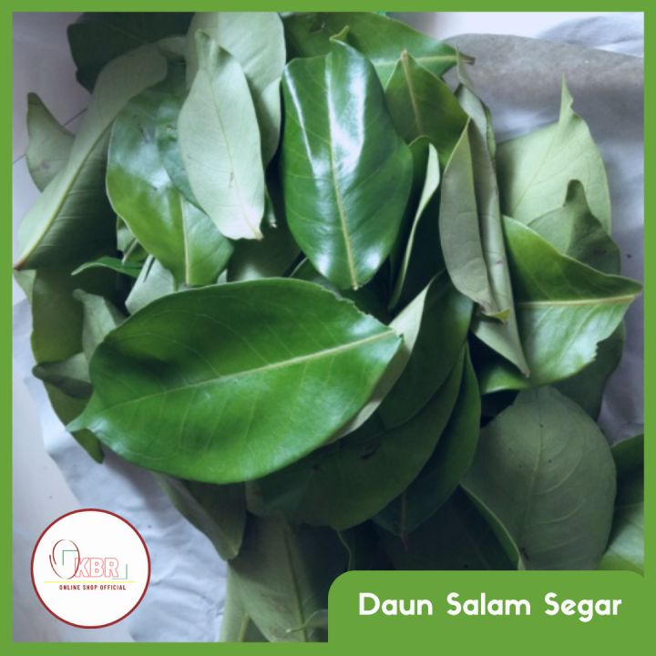 Daun Salam Segar / Daun Salam Hijau 500 gram | Lazada Indonesia