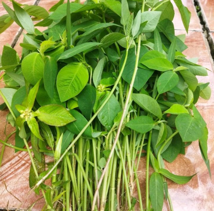 Daun sena kate emas. patik. emas segar 500GRAM | Lazada Indonesia