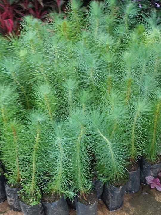 Pine Tree Seedlings | Lazada PH