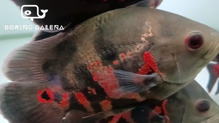 BRBN Tiger Oscar (Short-Body) - Cichlid Fish - Ikan Cichlid Oscar ...