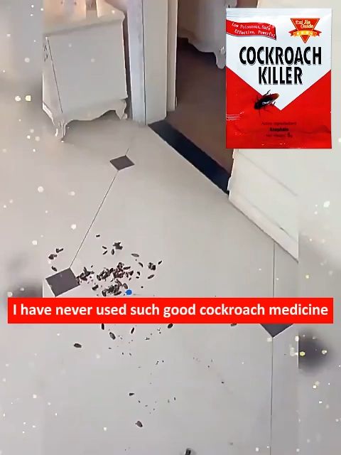 【24-hour delivery】Cockroach poison killer Cockroach bait trap Cockroach ...