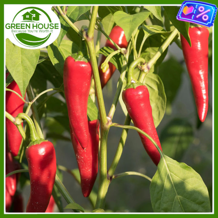 Green House® - Taiwan Red Chili Seeds for Planting (115 Seed) High ...