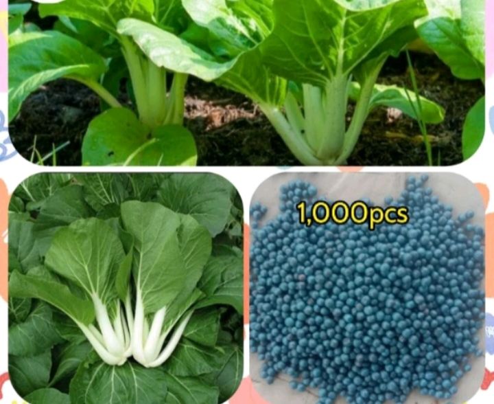 Pechay Pavito/Pechay Behi Seeds for Planting(approx 1000 seeds ...