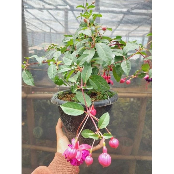 Dancing Lady Pink Flower Live Plant | Lazada PH