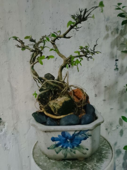 #Bonsai jeliti#wrightia Religiosa#水梅盆栽#water jasmine#Anting putri#mini ...