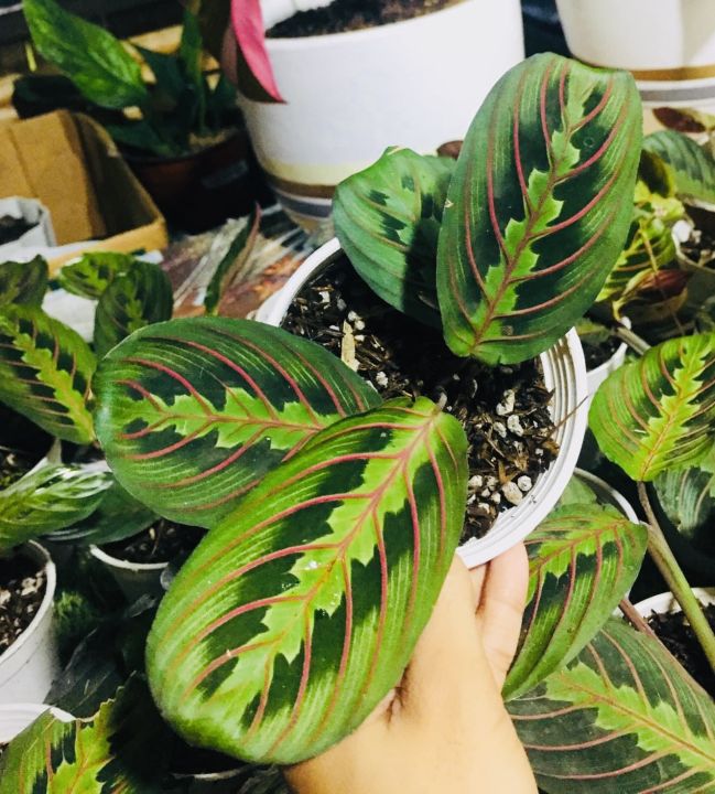 Calathea Marantha (ESTABLISHED) | Lazada PH