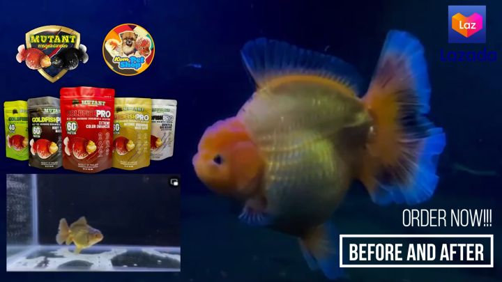Mutant Goldfish Pro Premium Goldfish food from Thailand 100g BEST FOR ...
