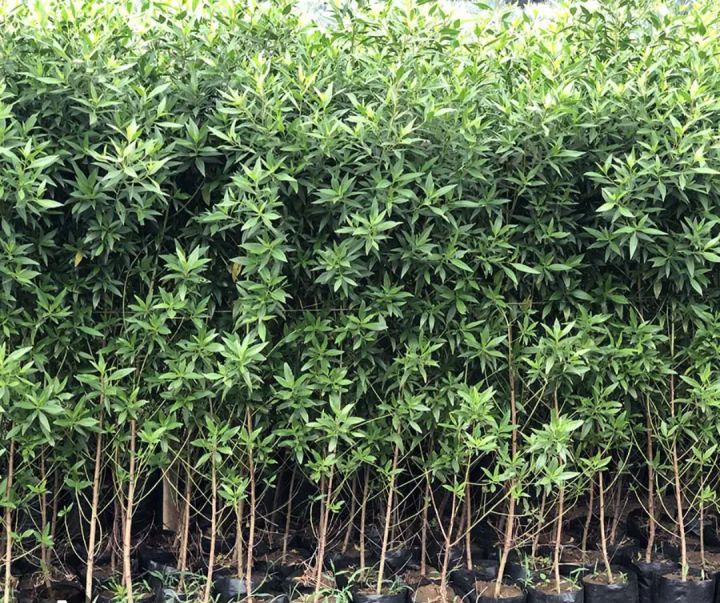 Nedra Conocarpus | Lazada PH