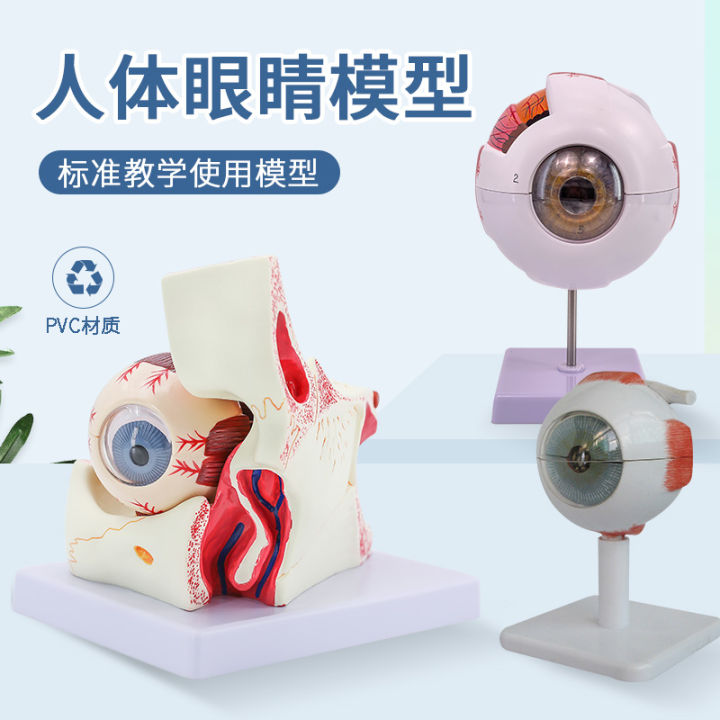 6x Magnified Human Eye Model Anatomical Teaching Model of Eye Structure ...