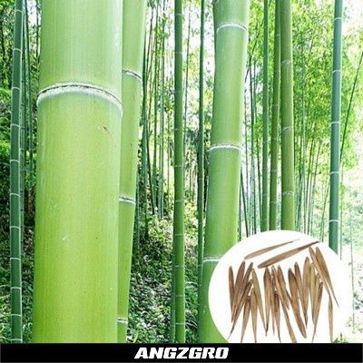 bibit pohon bambu petung bambu raksasa kultur jaringan unggul | Lazada ...