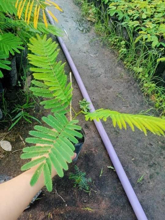 ต้นชะอมหนามน้อยไร้หนาม1ต้น หรือหนามน้อยนิยม🪴ตัดยอดทานขายสร้างรายได้ถูก ...