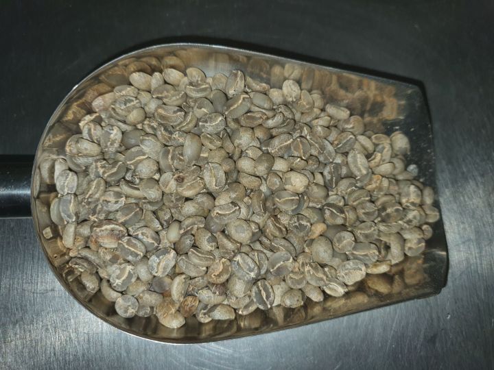 BENGUET ARABICA GREEN BEANS 1KG (Raw) | Lazada PH