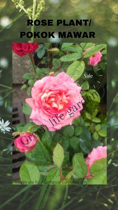 Tropical Mount | Big Rose flower / Ros bunga besar /Live Rose Plant ...