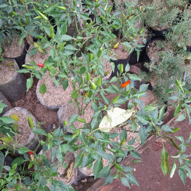 pohon cabe rawit merah berbuah | Lazada Indonesia