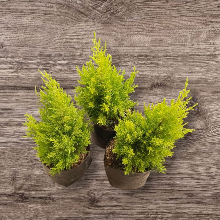 LEMON PINE CYPRESS TREE(GOLD CREST)POTTED PLANTS | Lazada PH
