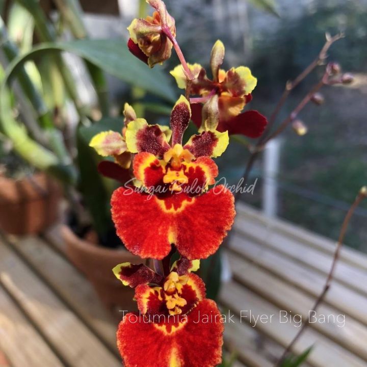 Tolumnia Orchid | Equitant Oncidium | Mature & Blooming Size | Lazada