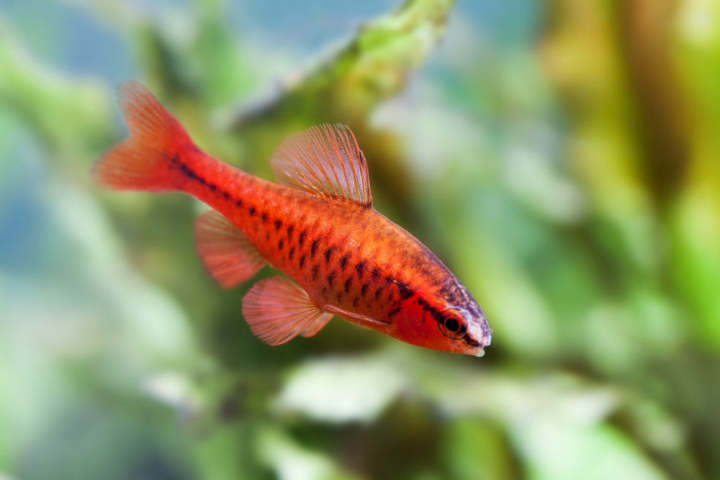 Barb Cherry / Cherry Barb Fish / Tetra Fish / Ornamental Fish / Live ...