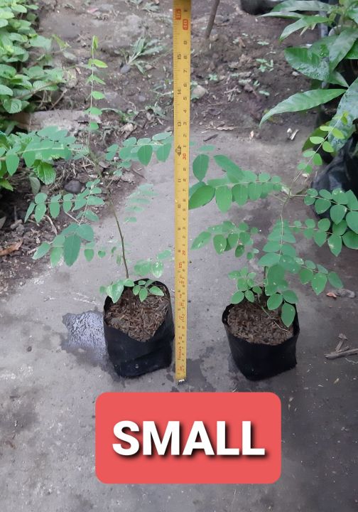 Balimbing Starfruit seedling | Lazada PH