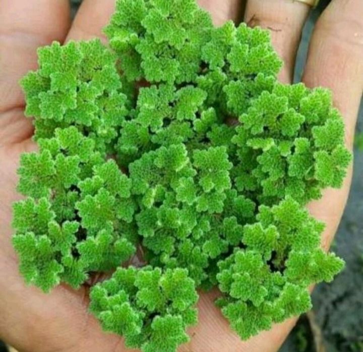 Bibit Azolla Microfylla berat 1000 gram/ 1 Kg ( Azolla + paking)Bibit ...
