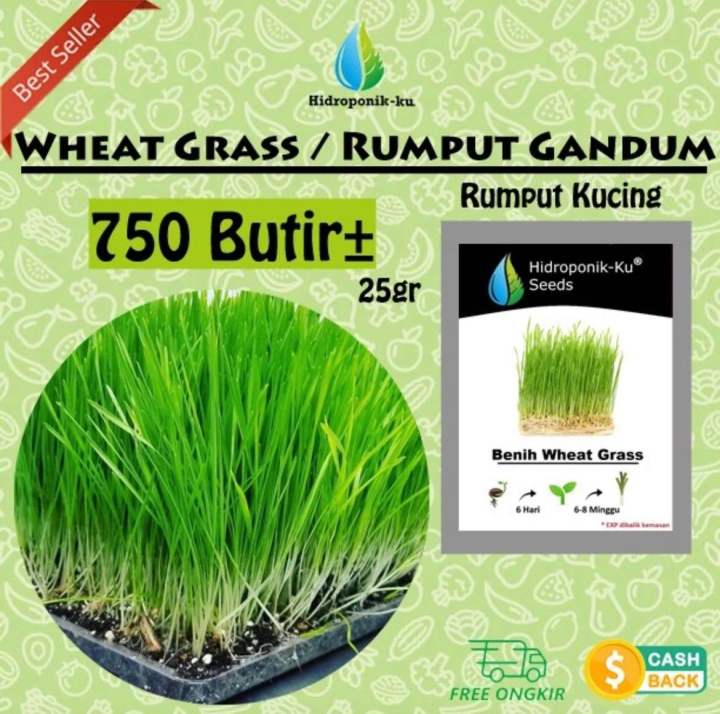Benih / Bibit Rumput Kucing / Wheat Grass (isi 750 Butir 25gr ...