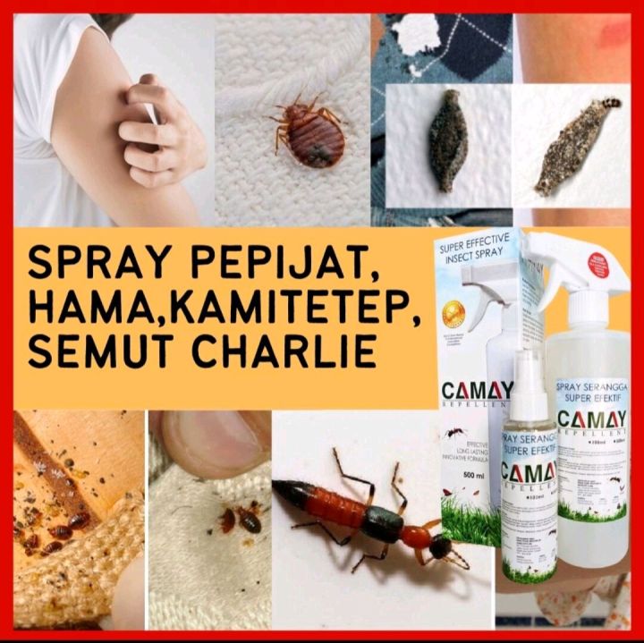 UBAT PIJAT / PEPIJAT , BED BUGS , HAMA , ULAT DINDING / KAMITETEP | Lazada
