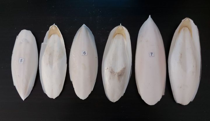 Magnifica Cuttlebone (cuttle bone) for Birds (sold per piece) | Lazada PH