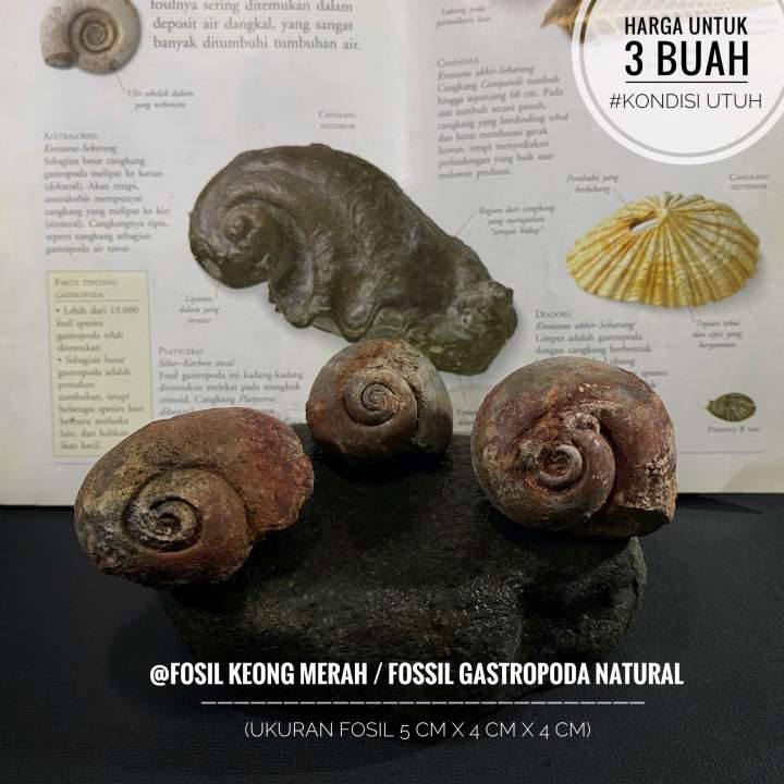 Fosil Keong Merah Purba Natural B84 atau Fosil Gastropoda atau Fosil ...