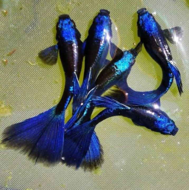 Blue Head Guppy（1 male+ 1 female =pair live Guppy 蓝头孔雀鱼 | Lazada