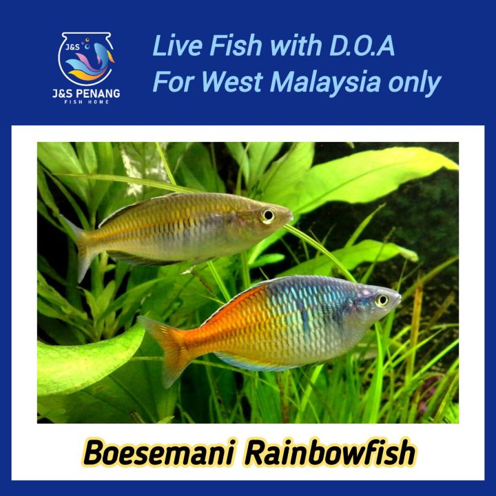 Boesemani Rainbowfish for Freshwater Aquarium - J&S Live Fish with D.O ...
