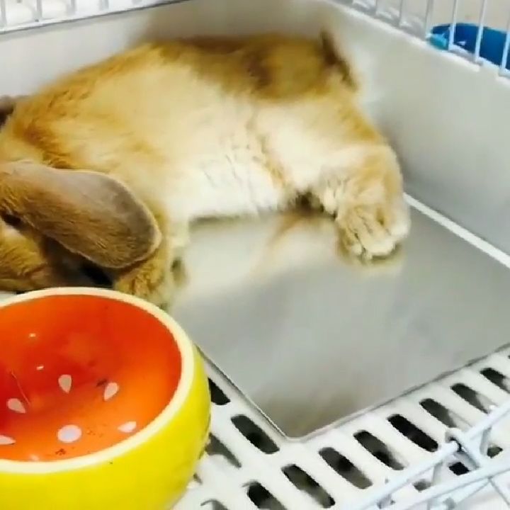 Rabbit Cooling Pad Pet Cool Plate Ice Bed for Rabbit Bunny Hamster ...