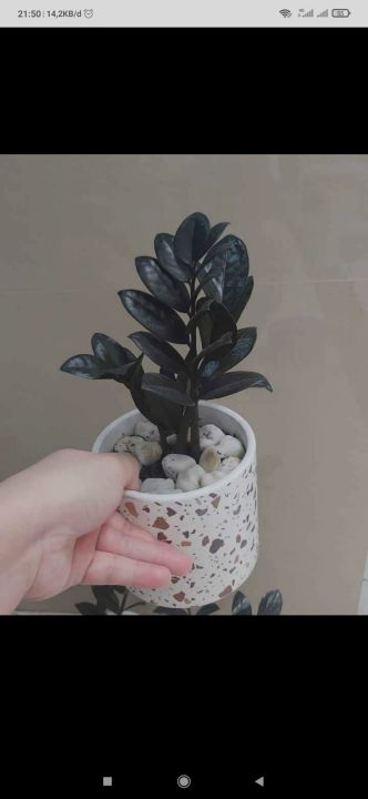 Tanaman hias zamia black raven/zamia black/pohon zamia raven | Lazada ...