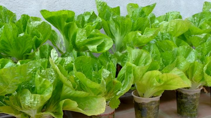 MUSTASA SEEDS/MONTEVERDE (1,300pcs seeds) 30DAYS HARVEST/MORE PROFIT ...