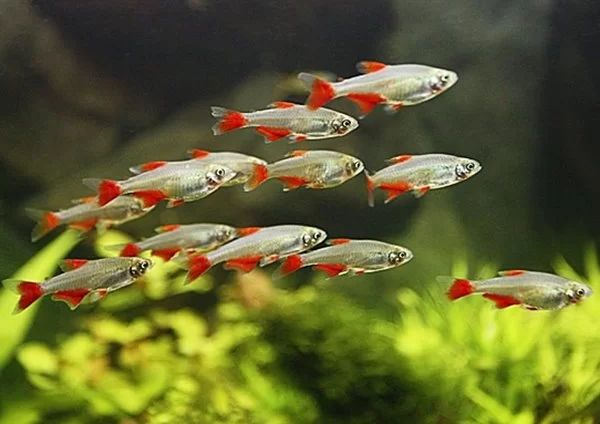 [2pcs]Glass Bloodfin Tetra freshwater fish | Lazada