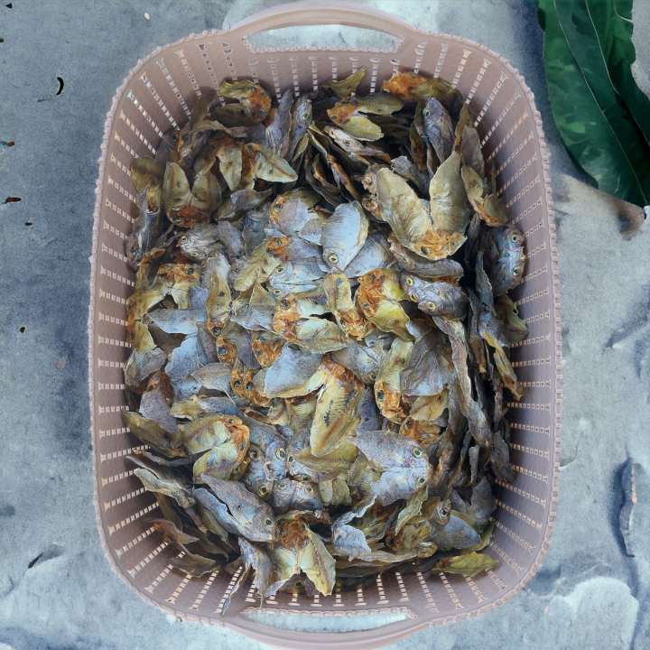 Boneless Dried Danggit from Cebu - Fresh Unsalted Delicacy of Bantayan ...