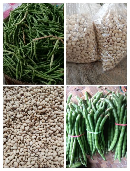 1kilo Native sitaw na Turo / Ilocano / Pang tanim / isang plastic ...