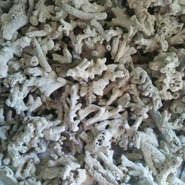 Batu karang Jahe media filter air aquarium dan Aquascape 1kg | Lazada ...