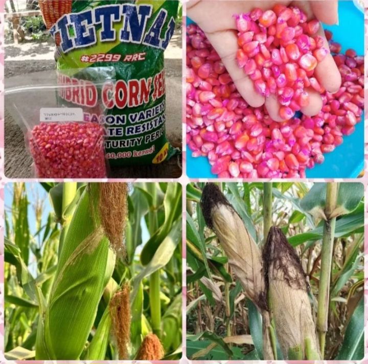 F1 VIETNAM HYBRID CORN SEEDS FEEDS CORN ALL SEASON VARIETY #2299 RRC ...