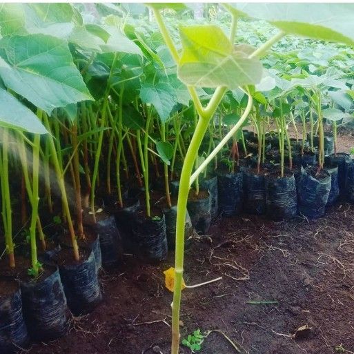 Bibit Pohon Kayu Balsa Putih/Tanaman Pohon Kayu Balsa Super/Tumbuhan ...