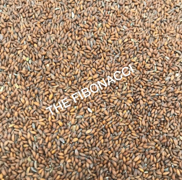 HERBAL: SALIYA SEEDS 100G (SAALIYA VITHAI / HALIM SEEDS / BIJI HALIM ...