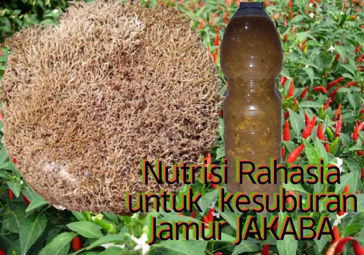 (BOSTER) nutrisi JAKABA terbaik untuk percepat pembiakan jamur JAKABA ...