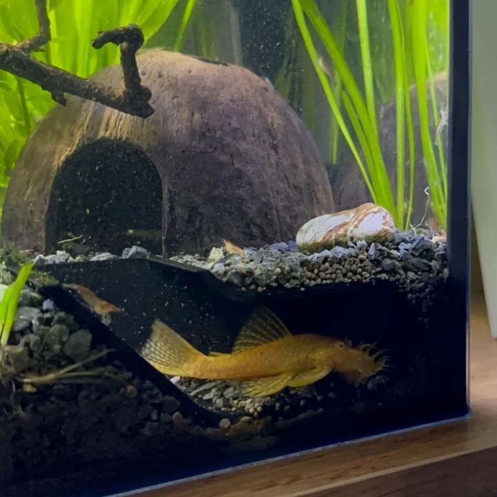 Fish and shrimp aquarium corner cave hiding and observation window | Lazada