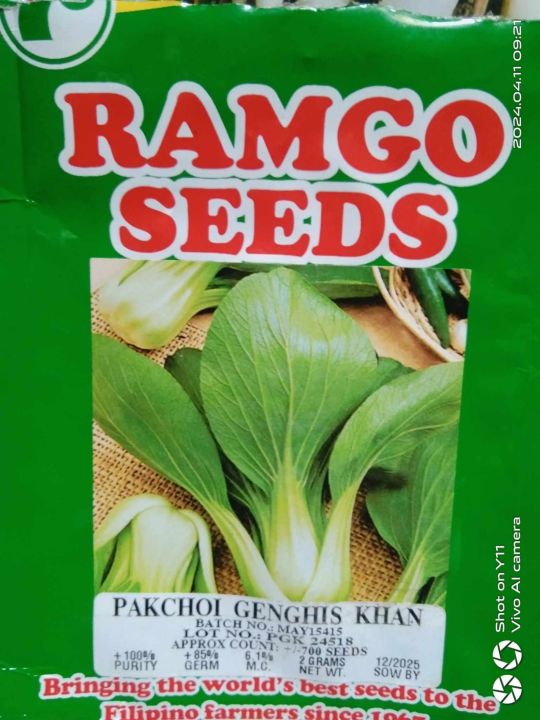 pac Choi seeds for planting (50 seeds) CERTIFIED SEEDS | Lazada PH