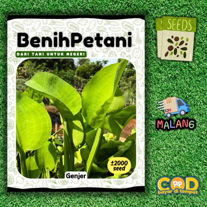 ±2000 biji - benih genjer sayur gendot tanaman air | Lazada Indonesia