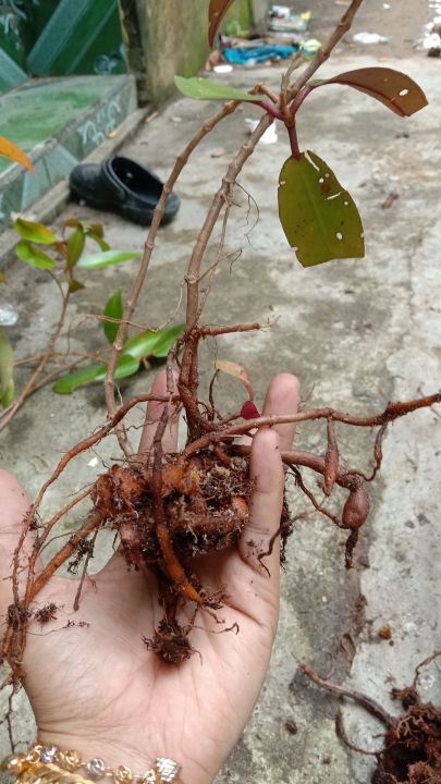 Raja satong(penawar kenser/bisul/resdung) | Lazada