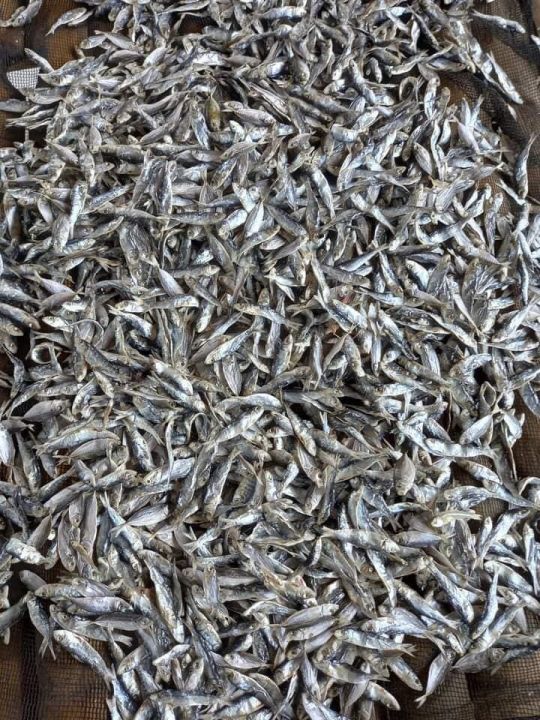 LOPOY SMALL SIZE UNSALTED LOPOY FIRST CLASS QUALITY | Lazada PH