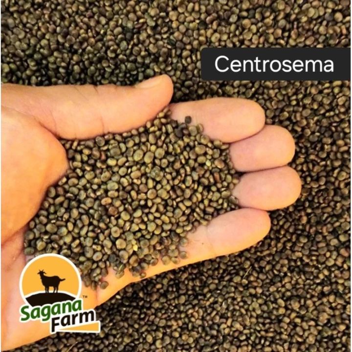 Centrosema Seeds 150g to 1000g (Centrosema pubescens) Covecrop | Lazada PH