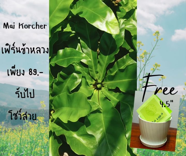 [Mai at Phrae]เฟิร์นข้าหลวง แถม-กระถางต้นไม้ สไตล์มินิมอล พร้อมถาดรองกระถาง สีขาว วัสดุเกรดพรีเ ...