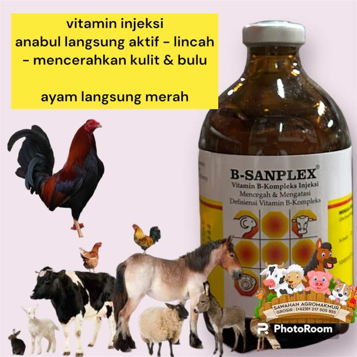b sanplex injeksi vitamin b kompleks komplex 100ml untuk sapi kambing ...