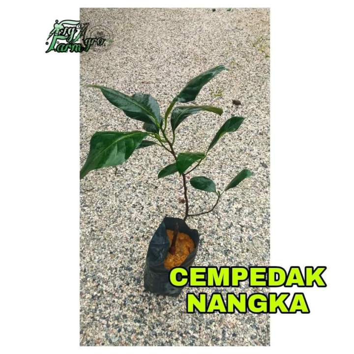 POKOK CEMPEDAK NANGKA | Lazada
